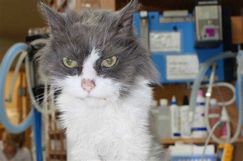 Hyperthyroidism In Cats Symptoms Diagnosis And Treatment