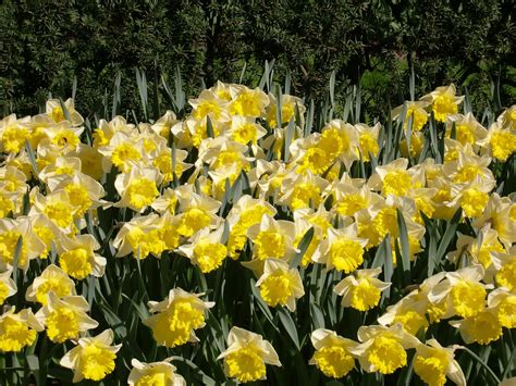 Claudiaroma Holanda E Suas Flores