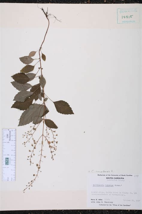 Collinsonia canadensis - Species Page - ISB: Atlas of Florida Plants
