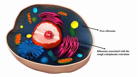 Ribosome Structure Creative Biostructure