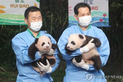 국내 첫 쌍둥이 아기 판다 연합뉴스