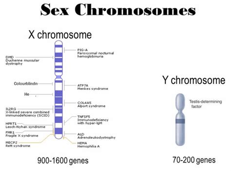 X Chromosome X Chromosome Function And X Chromosome Disorders