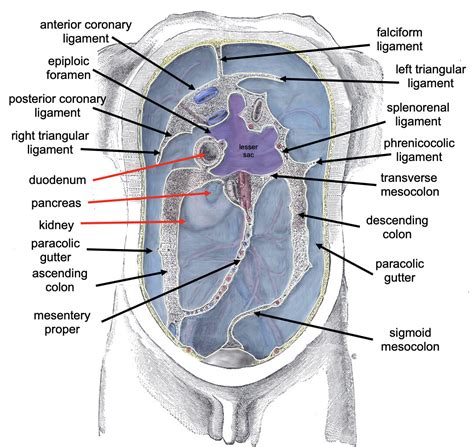 What Is Hepatic Flexure At Dorathy Quinones Blog