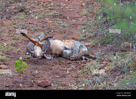 African Rock Python Python Sebae Sebae Constricting A Nyala