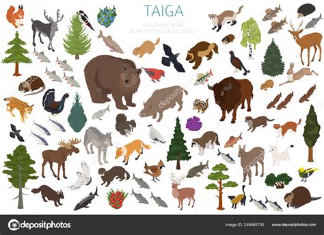 Bioma Taiga Floresta Neve Boreal Design Isometria Mapa Mundo Ecossistema Vetor De ©a7880s