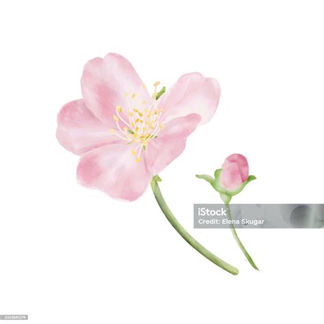 섬세한 분홍색 꽃과 새싹 흰색 꽃잎과 노란색 수술 수채화 디지털 일러스트레이션 일본 벚꽃과 꽃이 만발한 벚나무와 사과 나무의 가지 흰색 배경에 고립 0명에 대한 스톡 벡터