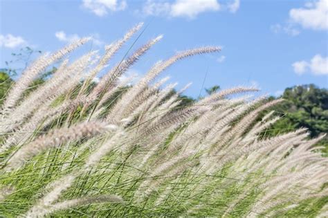 Premium Photo Feather Grass In Nature