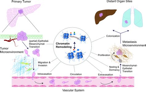 Pdac Cells Undergo Chromatin Remodeling During Metastatic Processes Download Scientific
