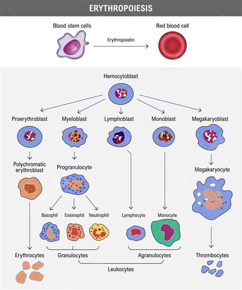 Diagrama De Glóbulos Rojos