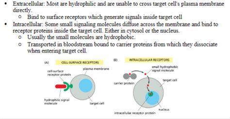 Cell Bio Ch 16 Lecture Flashcards Quizlet Cell Bio Ch 16 Lecture Flashcards Quizlet