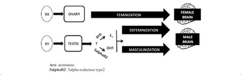 Classic Model Of The Brain Sexual Differentiation Process Download Scientific Diagram