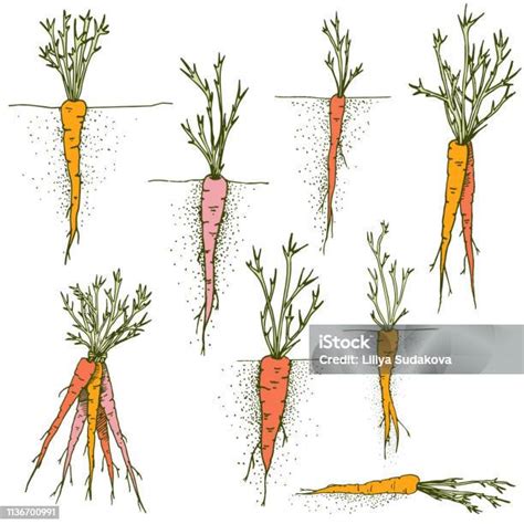 다채로운 야채와 뿌리의 벡터 당근 손으로 그린 클립 아트 세트 0명에 대한 스톡 벡터 아트 및 기타 이미지 0명 낙서 드로잉 노랑 Istock