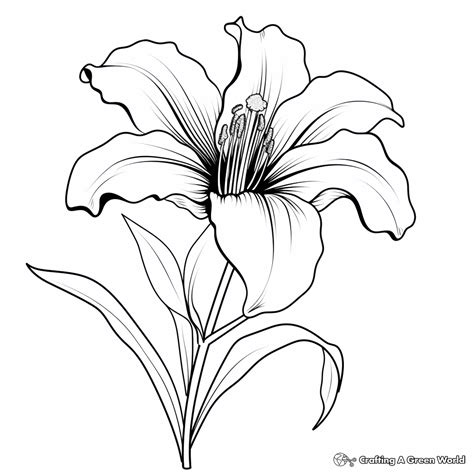 Lily Coloring Pages Free And Printable