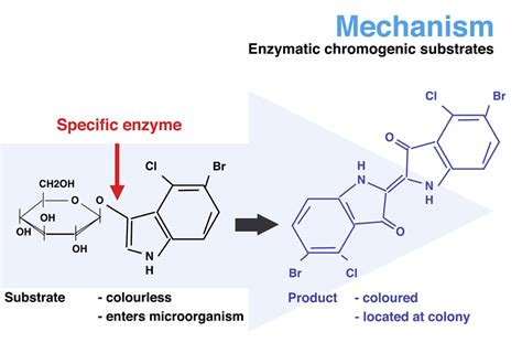Chromogenic Technology Chromagar