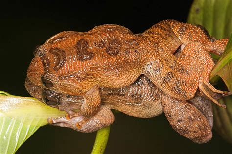 Frog Sex Experts Document Amphibian S Seventh Mating Position Chicago Sun Times