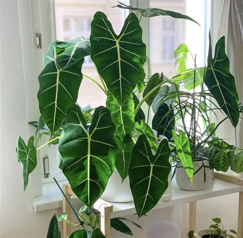 绿天鹅绒海芋Alocasia Frydek北欧INS风室内网红植物热植 虎窝淘