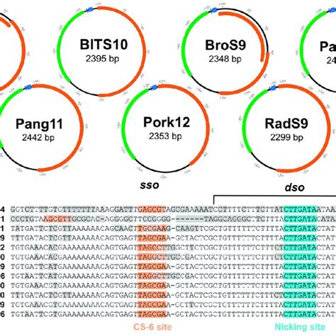 A Schematic Representation Of Novel Circular Genomes Associated With Download Scientific