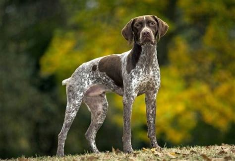 Braque Francais Vs German Shorthaired Pointer