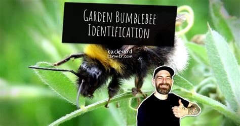 Uk Bee Identification Guide Species Seasons And Habitats