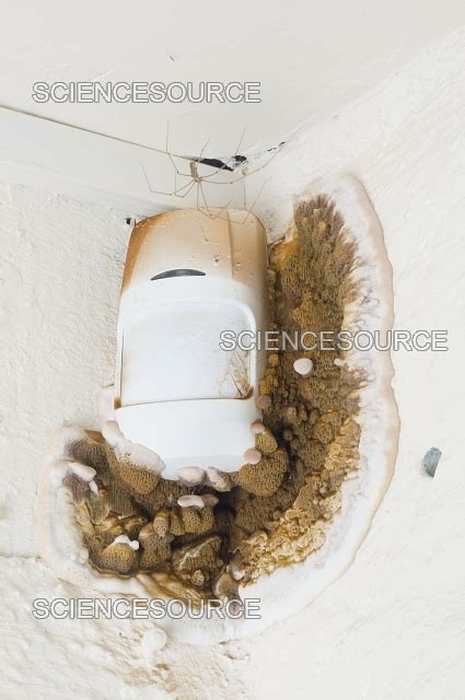 Dry Rot Fungus Stock Image Science Source Images