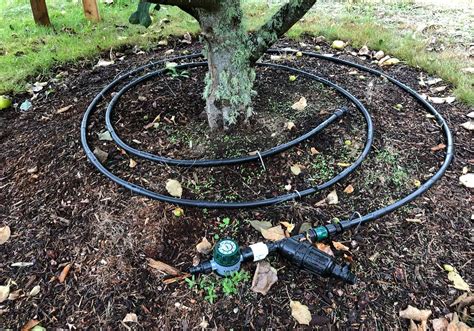 Diy Drip Irrigation Skagit County Master Gardener Foundation