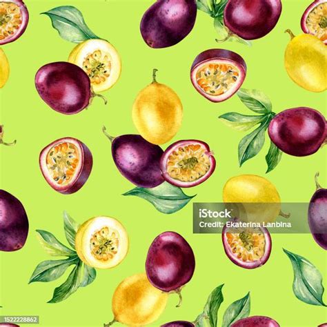 잎사귀에 다양한 패션 프루트가 녹색으로 분리된 수채화 이음매 없는 패턴 보라색 열대 전체 얇게 썬 마라쿠자 손으로 그렸습니다 포장 포장 섬유 배경 종이 식기 디자인 개화기에