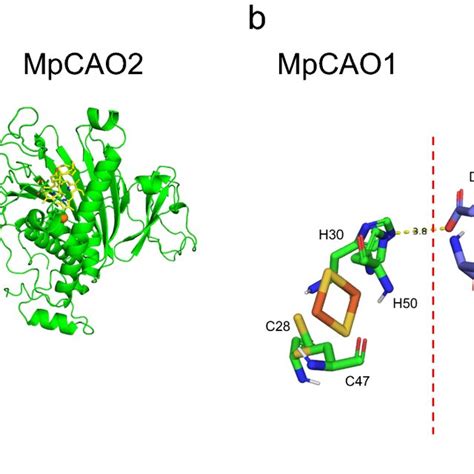 Substrate Interaction With The Predicted Structure A Docked Structure Download Scientific