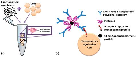 Sensors Special Issue Biomedical Sensors And Systems