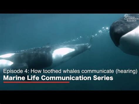20220628 How Toothed Whales Communicate Hearing Marine Life