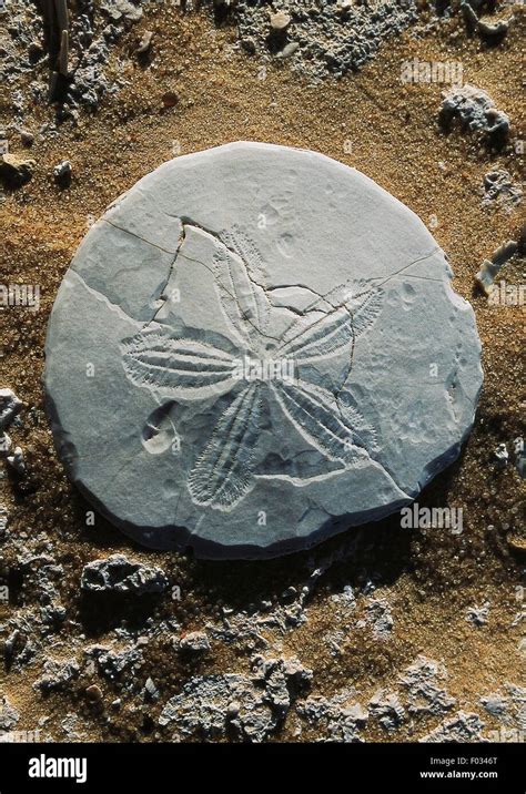 Class Echinoidea Fossil Class Echinoidea Fossil