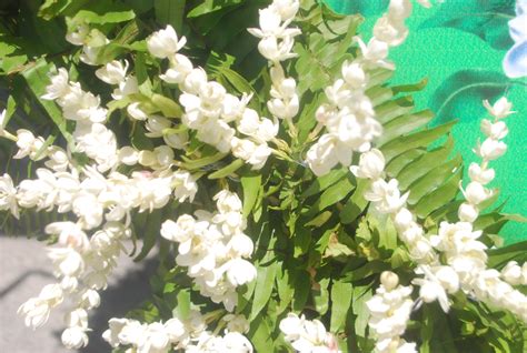 Sampaguita Flower
