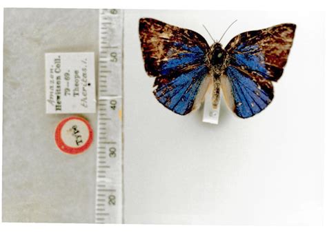 Theope Theritas Type Specimens