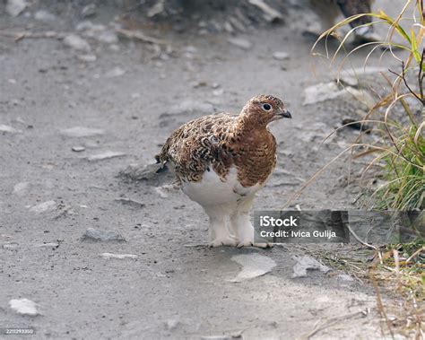 미국 알래스카주 데날리 국립공원의 길에 서 있는 버드나무 타미건의 클로즈업 사진 갈색에 대한 스톡 사진 및 기타 이미지 Istock