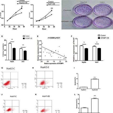 A Cellular Senescence β‐galactosidase Staining Assay Blue Staining Of Download Scientific