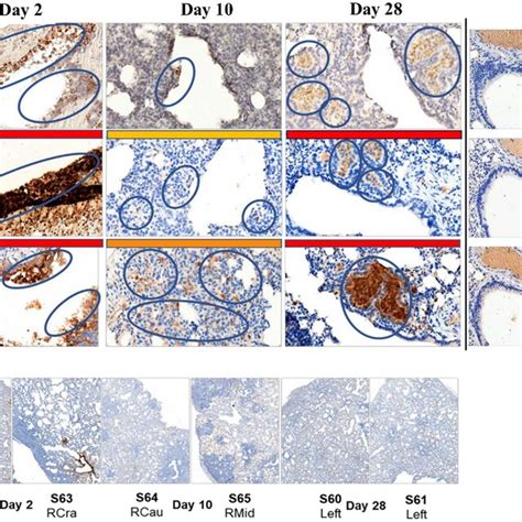 Detection And Localisation Of Sars Cov 2 And Sub Gross Download Scientific Diagram