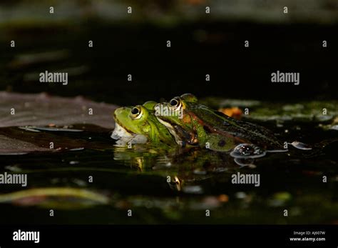 Green Frog Rana Esculenta Couple Make Love Sex In The Black Dark Water Stock Photo Alamy