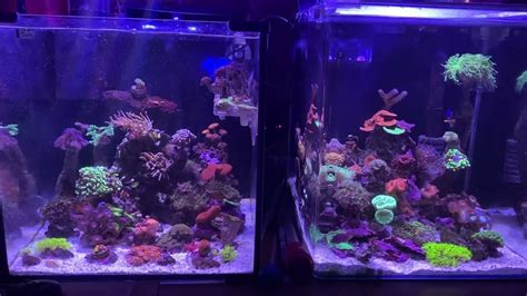 Морской аквариум Укротить китайского дракона Светильник Rs90 Youtube