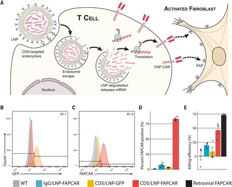 Car T Cells Produced In Vivo To Treat Cardiac Injury 41 Off