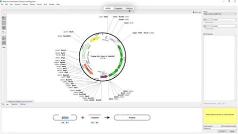 Snapgene 初学者指南 使用【actions】来计划和预测你的克隆实验 知乎