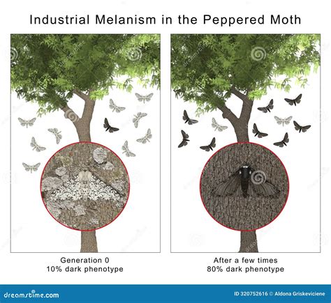 Industrial Melanism In The Peppered Moth Stock Illustration