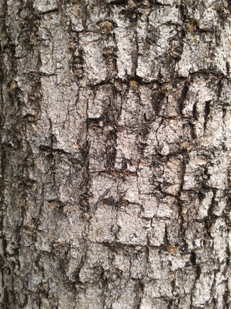 Pattern Of Tree Bark Stock Image Image Of Pattern Interesting