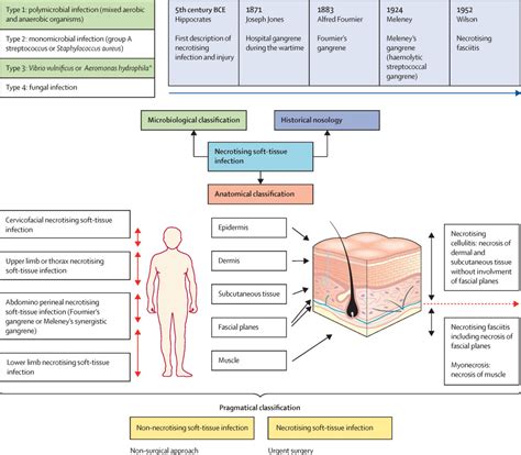 Subcutaneous Tissue