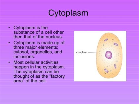 Organelles And Cytoplasm Pp