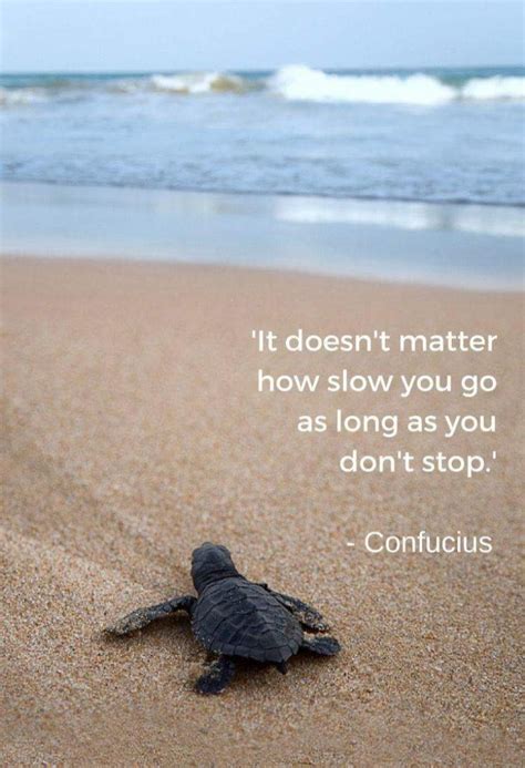 Sea Turtle Quotes Shortquotescc