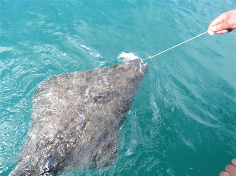 Alaska Halibut Possession Limit At Debra Helton Blog