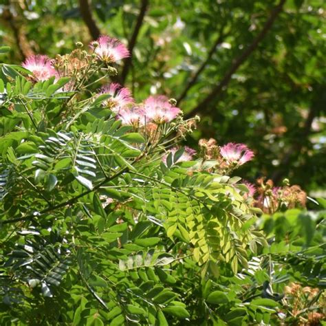 Trees Common Indian Trees List Of Trees Green Cover Initiative Trees Common Indian Trees List Of Trees Green Cover Initiative