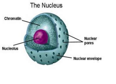 Nucleus And Its Parts Cell Structure Organelles