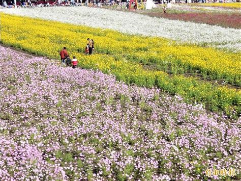 嘉市花海節登場 繽紛花田湧人潮 地方 自由時報電子報