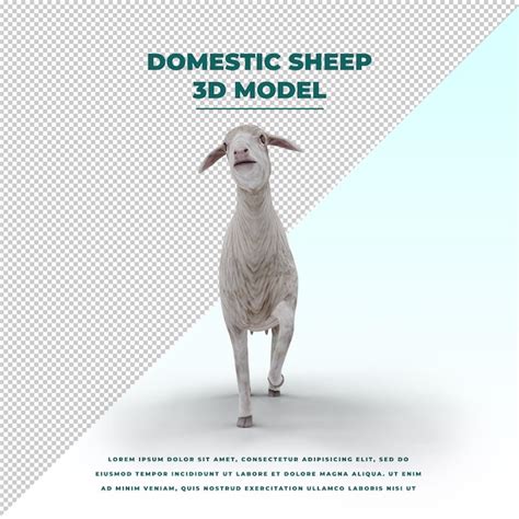 Premium Psd Sheep Isolated