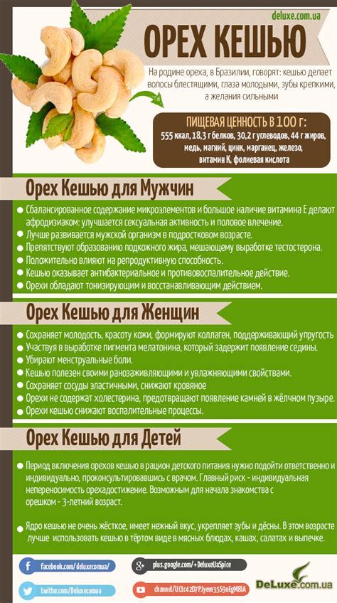 Орехи кешью — польза, свойства, состав. Энциклопедическая статья ...